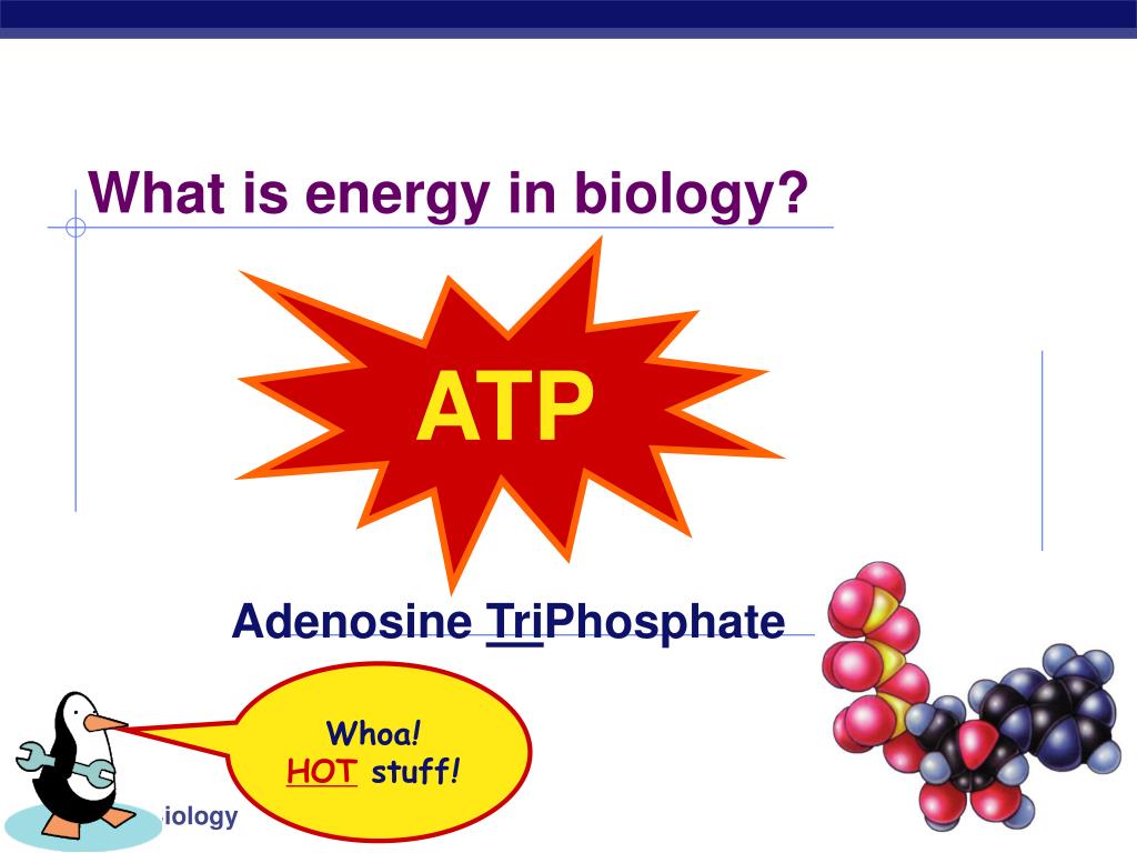 PPT - Cellular Respiration Harvesting Chemical Energy PowerPoint ...