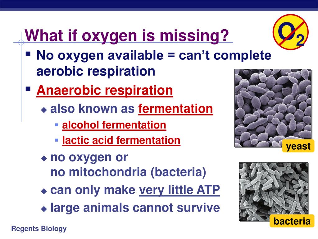 PPT - Cellular Respiration Harvesting Chemical Energy PowerPoint ...