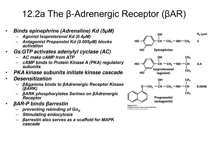 PPT - Bio-Signaling - Lehninger Chapter 12 PowerPoint Presentation - ID ...