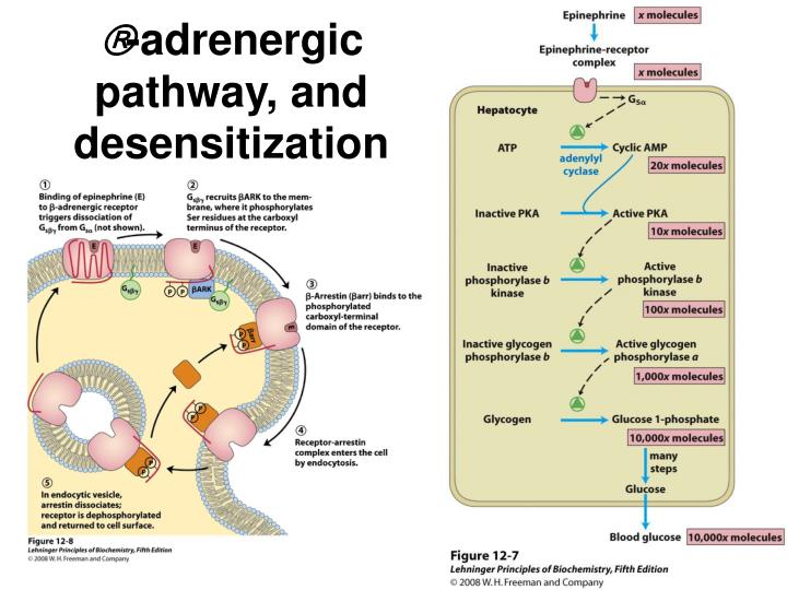 PPT - Bio-Signaling - Lehninger Chapter 12 PowerPoint Presentation - ID ...