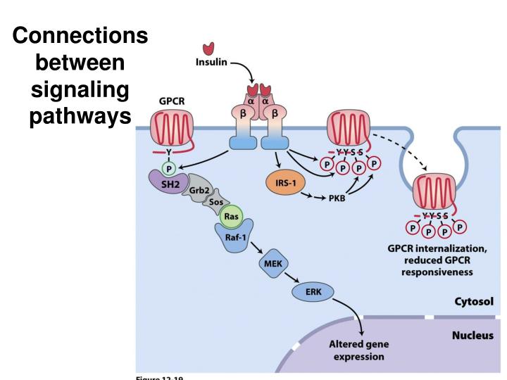 PPT - Bio-Signaling - Lehninger Chapter 12 PowerPoint Presentation - ID ...