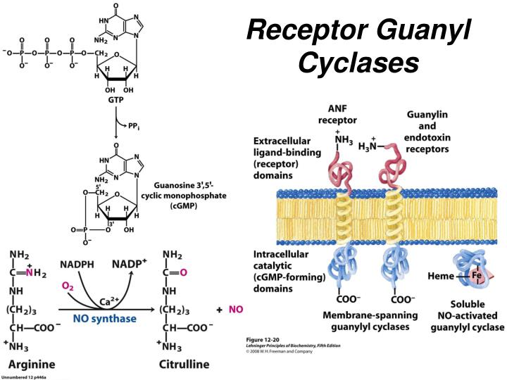 PPT - Bio-Signaling - Lehninger Chapter 12 PowerPoint Presentation - ID ...