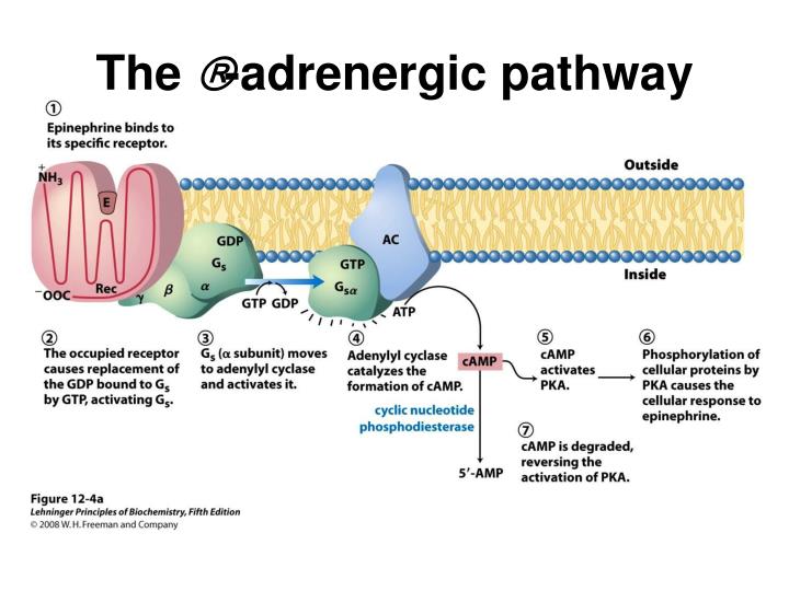 PPT - Bio-Signaling - Lehninger Chapter 12 PowerPoint Presentation - ID ...