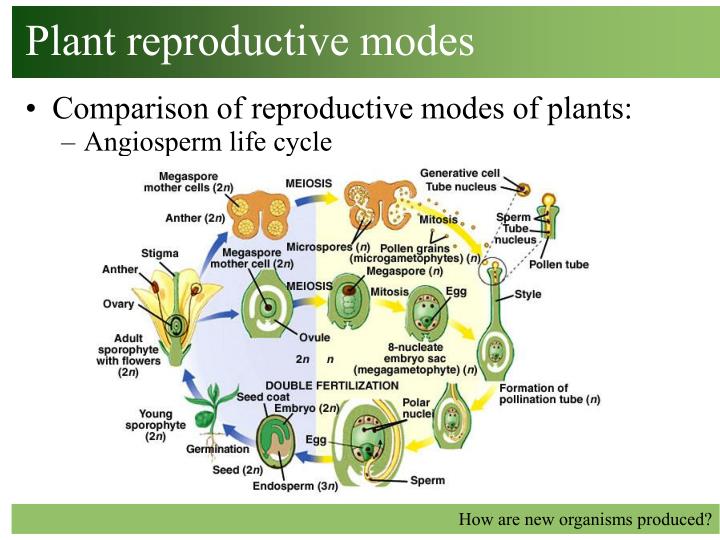 PPT - Plant reproductive modes PowerPoint Presentation - ID:834841