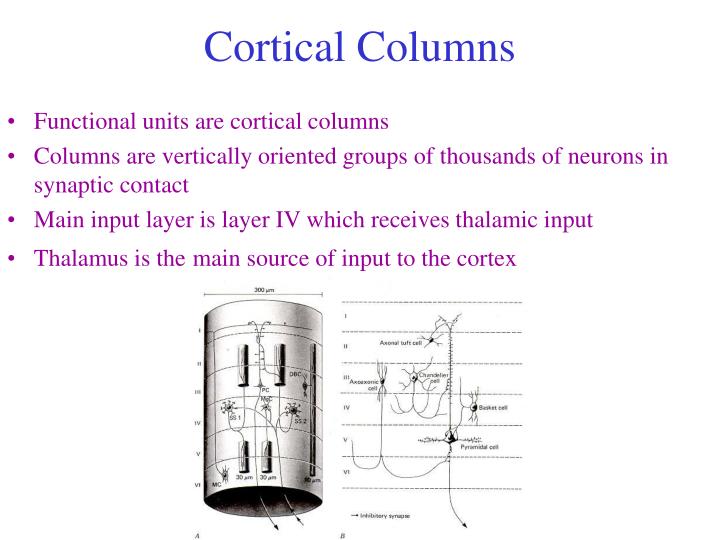 PPT - Anatomical and Clinical Review Most of the human brain cortex is ...