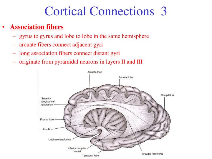 PPT - Anatomical and Clinical Review Most of the human brain cortex is ...