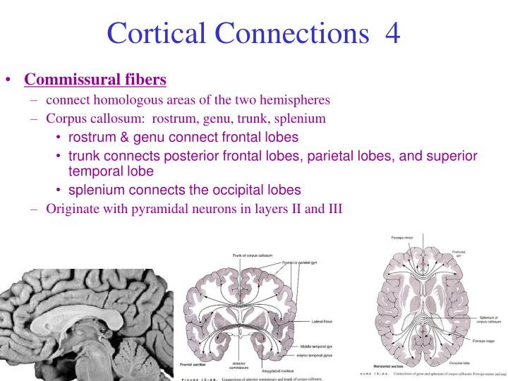 PPT - Anatomical and Clinical Review Most of the human brain cortex is ...