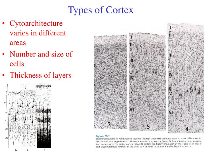 PPT - Anatomical and Clinical Review Most of the human brain cortex is ...