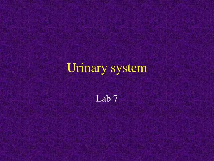 PPT - Urinary system PowerPoint Presentation, free download - ID:835437