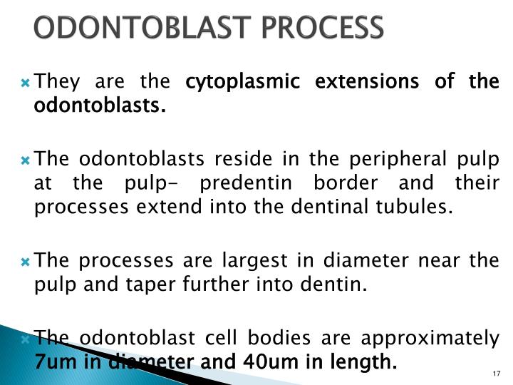 PPT - DENTIN PowerPoint Presentation - ID:835637