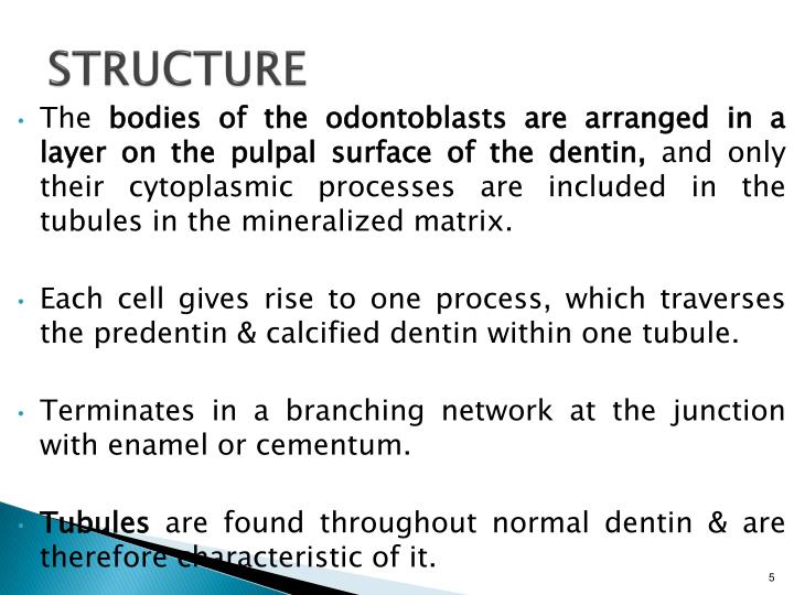 PPT - DENTIN PowerPoint Presentation - ID:835637