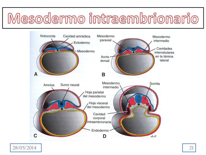 PPT - 6. FORMACIÓN DEL DISCO TRILAMINAR PowerPoint Presentation - ID:836239