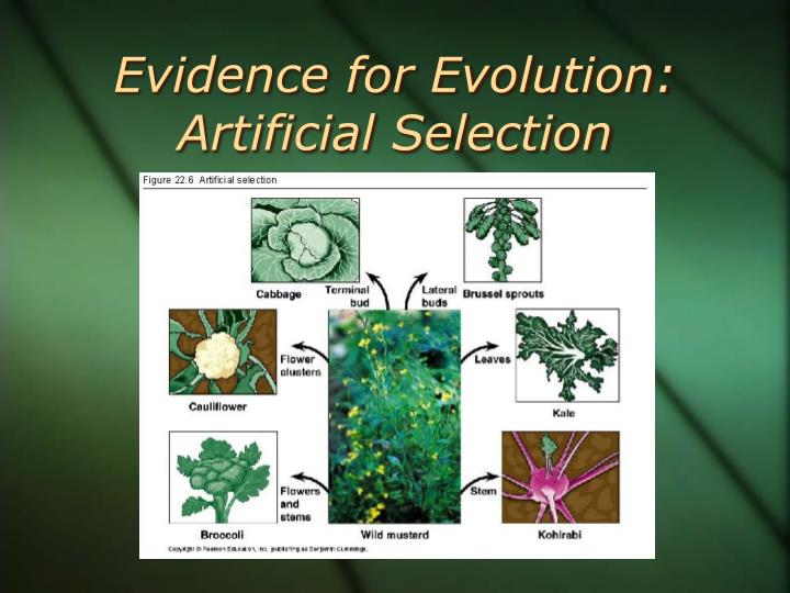 PPT - Causes of Diversity and Evolution of Life on Earth PowerPoint Presentation - ID:836749