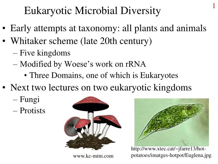 2 The Three Major Components Of The Microbial Diversity
