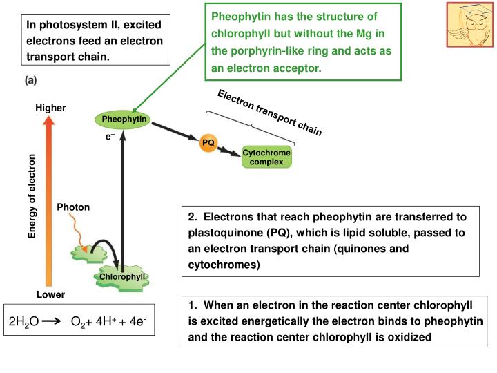 PPT - The light reactions of photosynthesis PowerPoint Presentation ...