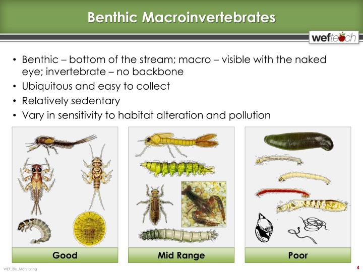 PPT - Biological Assessment PowerPoint Presentation - ID:838918