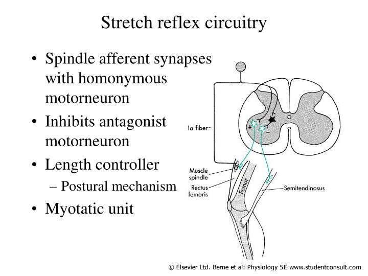PPT - Proprioception PowerPoint Presentation - ID:839418