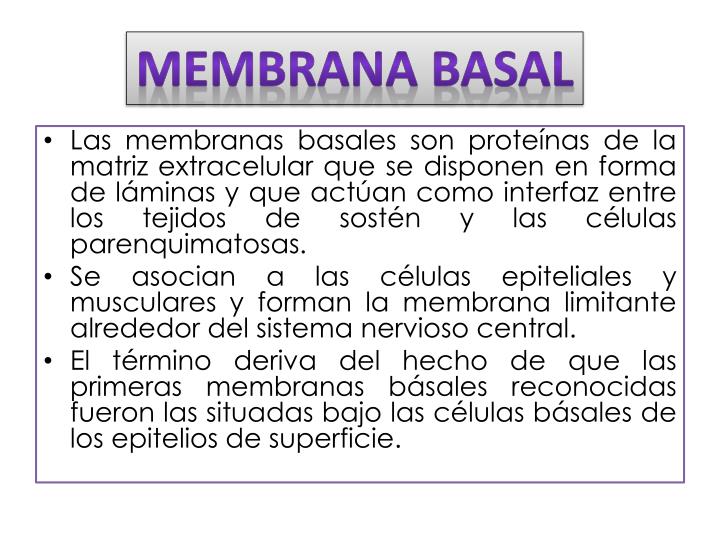 PPT - C 9 TEJIDO EPITELIAL PowerPoint Presentation - ID:839612