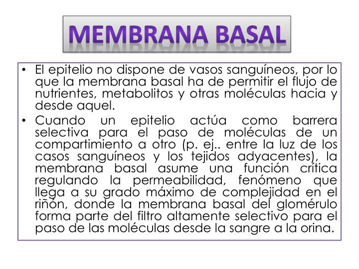 PPT - C 9 TEJIDO EPITELIAL PowerPoint Presentation - ID:839612