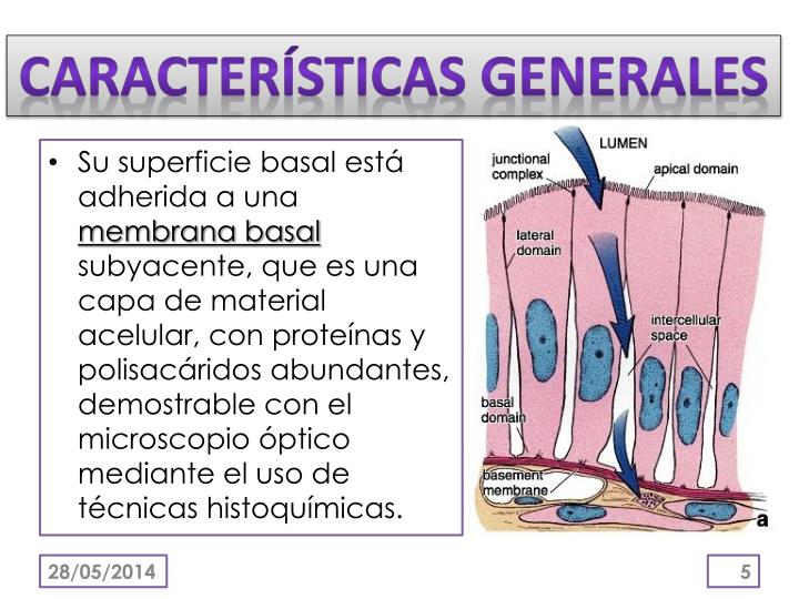 PPT - C 9 TEJIDO EPITELIAL PowerPoint Presentation - ID:839612