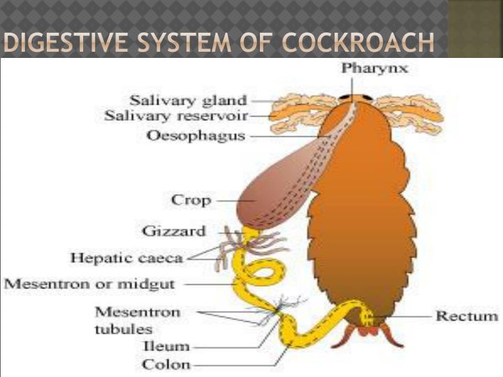 Describe The Digestive System Of Cockroach With Diagram Diag
