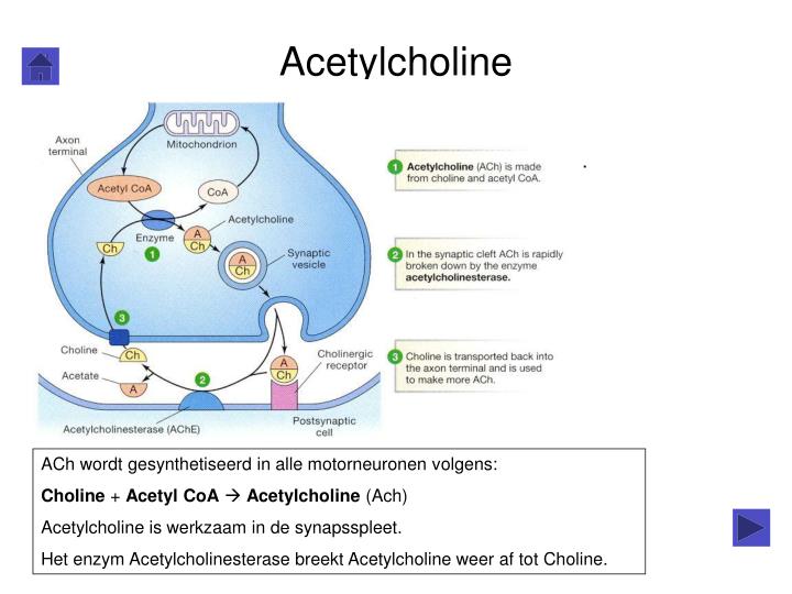 PPT - Onderwerpen Dopaminerge systeem Dopamine Substantia nigra Ziekte van Parkinson Cholinerge ...