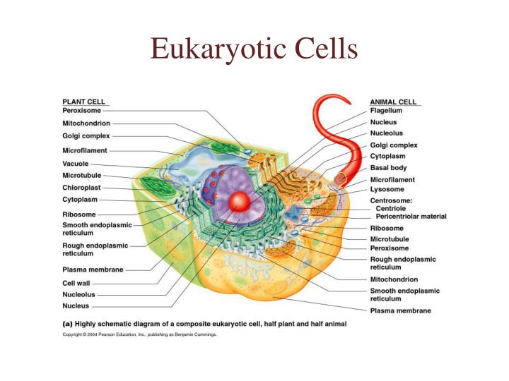 PPT - A Survey of the Microbial World Chapter 10- Classification of ...