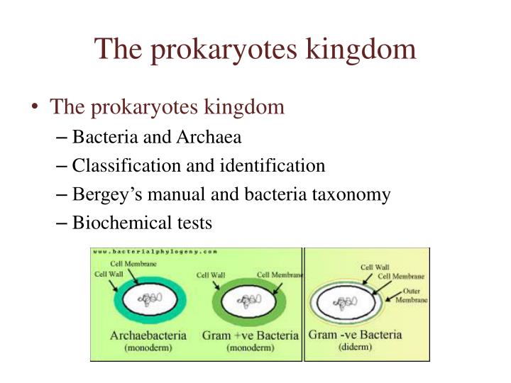 PPT - A Survey of the Microbial World Chapter 10- Classification of ...