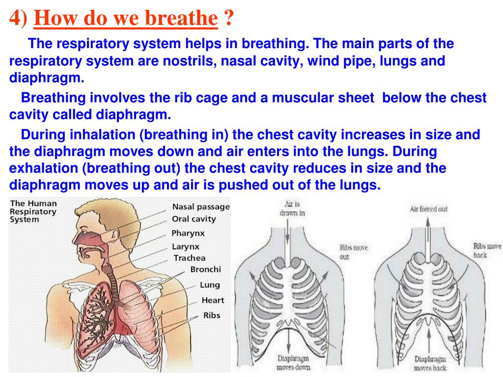 PPT CHAPTER 10 RESPIRATION IN ORGANISMS PowerPoint Presentation PPT CHAPTER 10 RESPIRATION IN ORGANISMS PowerPoint Presentation