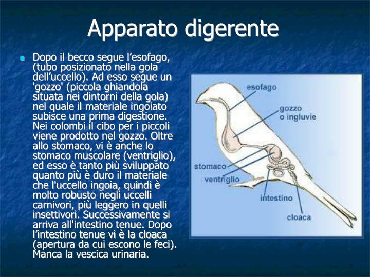 PPT - Uccelli PowerPoint Presentation - ID:842583