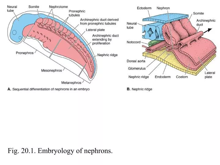 PPT - Fig. 20.1. Embryology of nephrons. PowerPoint Presentation, free ...