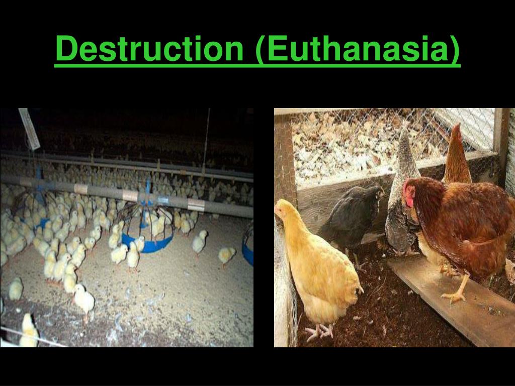 PPT - Avian Influenza Initiatives Canadian Food Inspection Agency Dr ...