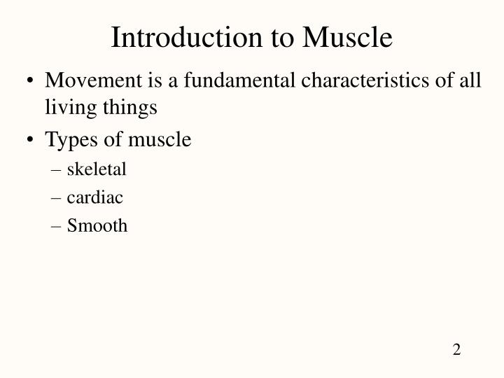 PPT - Chapter 11 Muscle Tissue PowerPoint Presentation - ID:843762