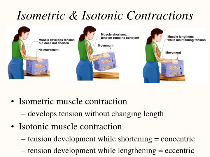 PPT - Chapter 11 Muscle Tissue PowerPoint Presentation - ID:843762