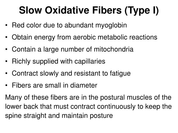 PPT - Skeletal Muscle Tissue PowerPoint Presentation - ID:843880