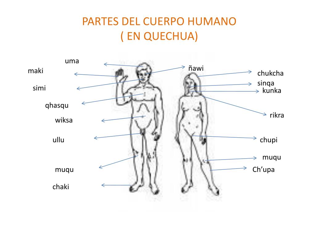 Partes Del Cuerpo Humano En Quechua En 2020 Partes Del Cuerpo Humano ... Partes Del Cuerpo Humano En Quechua En 2020 Partes Del Cuerpo Humano ...