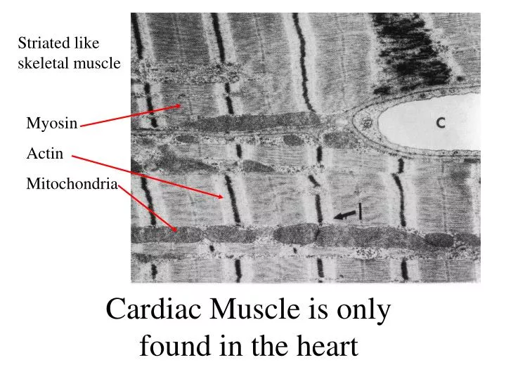 PPT - Cardiac Muscle is only found in the heart PowerPoint Presentation ...