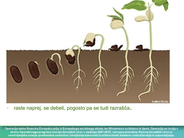 PPT - STEBLO PowerPoint Presentation - ID:844661