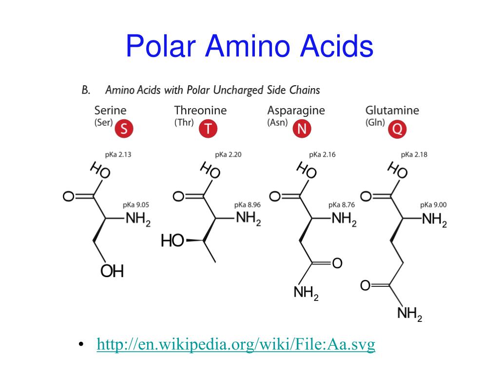 PPT - CHAPTER 3 Amino Acids, Peptides, Proteins PowerPoint Presentation ... PPT - CHAPTER 3 Amino Acids, Peptides, Proteins PowerPoint Presentation ...