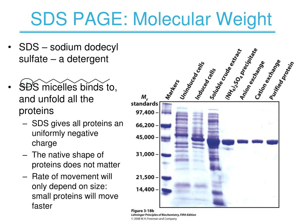 PPT - CHAPTER 3 Amino Acids, Peptides, Proteins PowerPoint Presentation ...