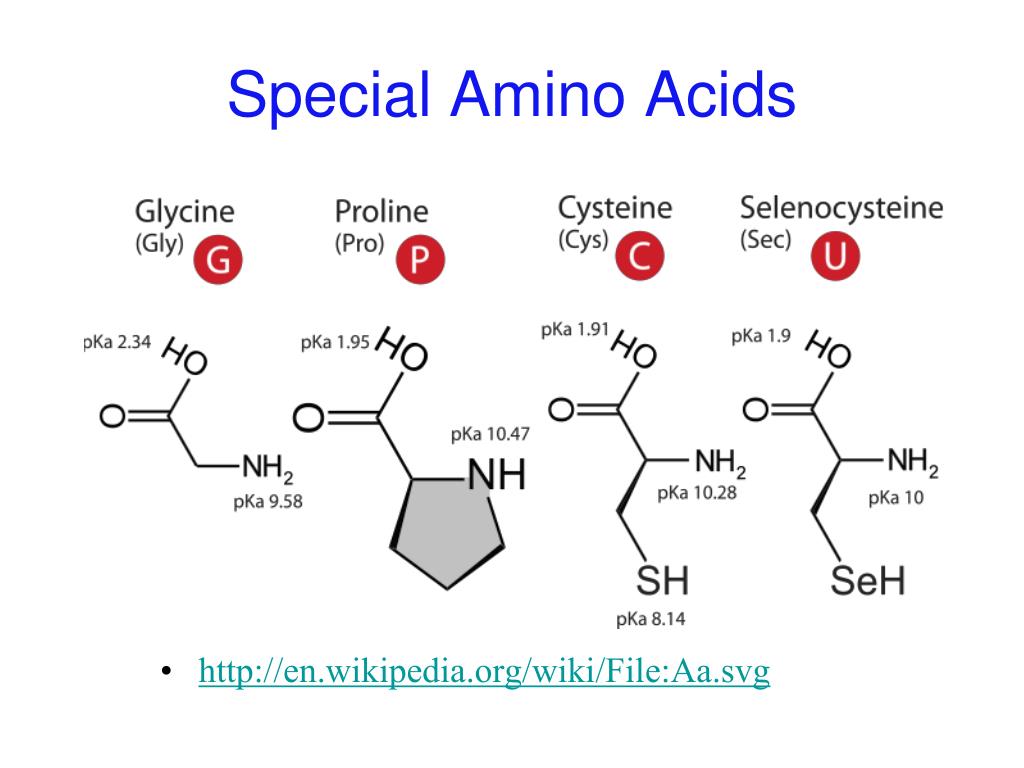 PPT - CHAPTER 3 Amino Acids, Peptides, Proteins PowerPoint Presentation ... PPT - CHAPTER 3 Amino Acids, Peptides, Proteins PowerPoint Presentation ...