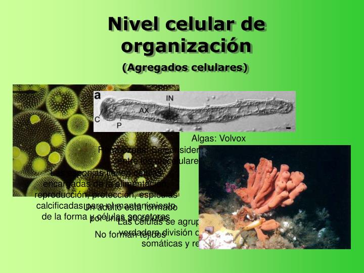 PPT - Niveles de organización de los seres vivos PowerPoint ...