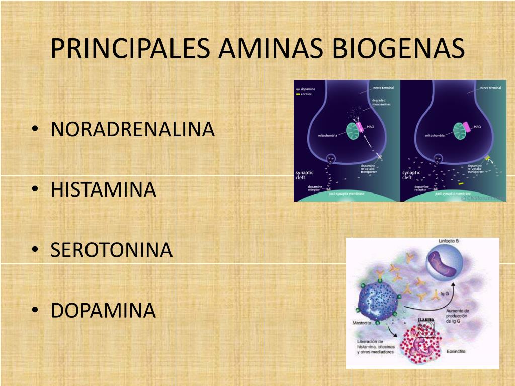 Ppt Aminas Biogenas Powerpoint Presentation Free Download Id 846474