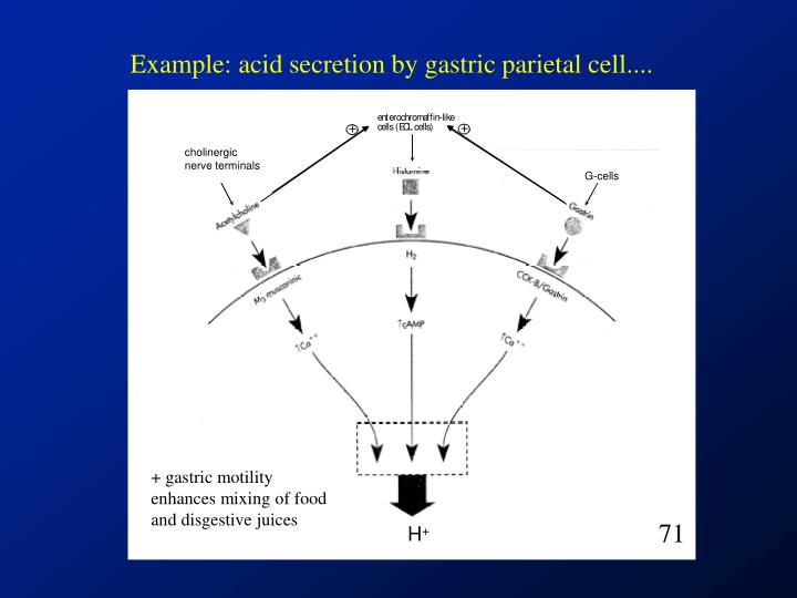 PPT - GI physiology review PowerPoint Presentation - ID:847154