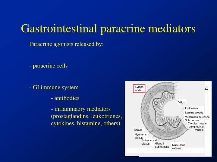 PPT - GI physiology review PowerPoint Presentation - ID:847154