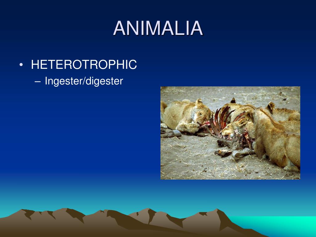 Ppt 6 Kingdoms Powerpoint Presentation Free Download Id 847598