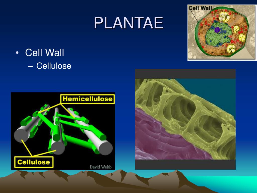 Ppt 6 Kingdoms Powerpoint Presentation Free Download Id 847598