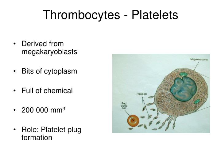 PPT - BLOOD PowerPoint Presentation - ID:848210
