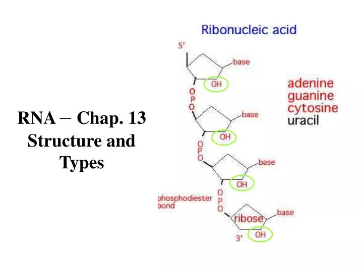 PPT - RNA – Chap. 13 Structure and Types PowerPoint Presentation, free ...