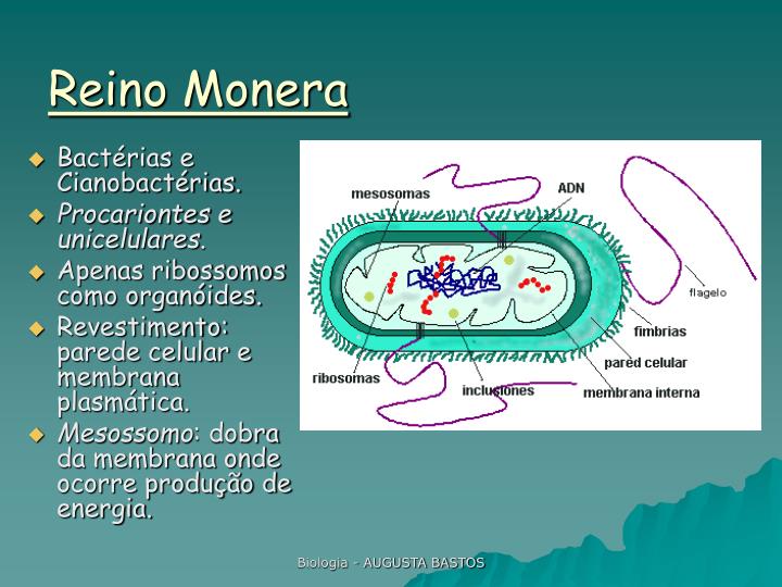 PPT - Reino Monera PowerPoint Presentation - ID:849758